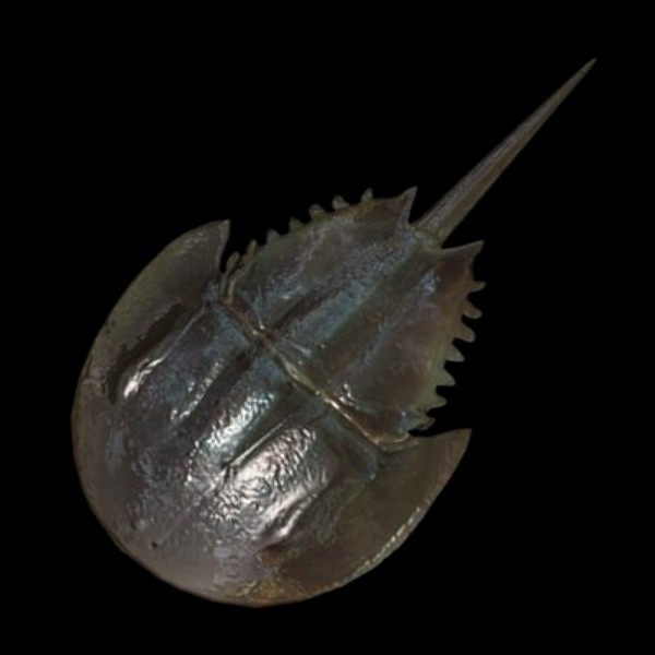 Limulus Amebocyte Lysate