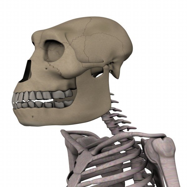 skeletons homo erectus australopithecus 3d max