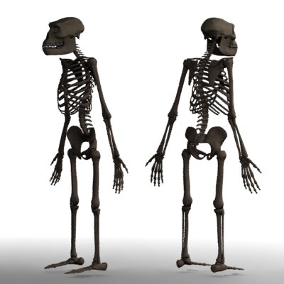 australopithecus afarensis skeleton 3d model