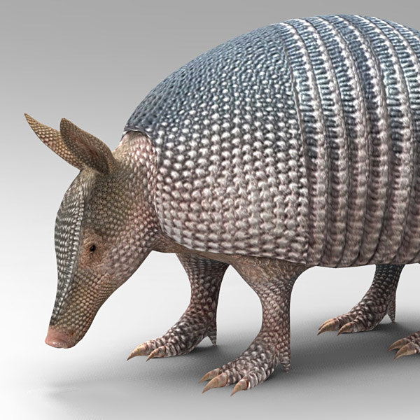 dasypodidae beast animals 3d model