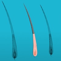 3d acne hair follicle animation