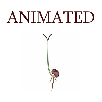 growing seed animation 3d model