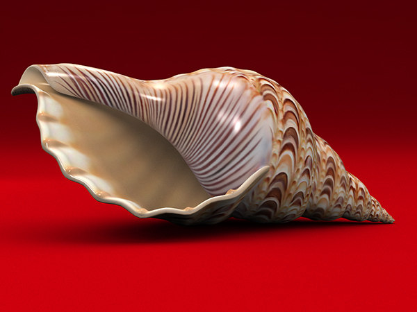 3d model seashell shell sea