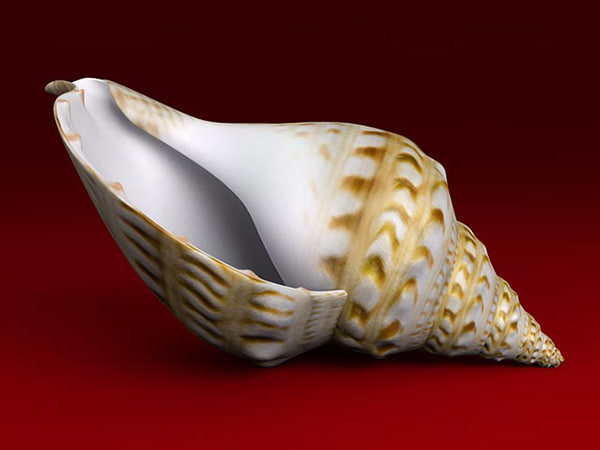 3d model seashell shell sea