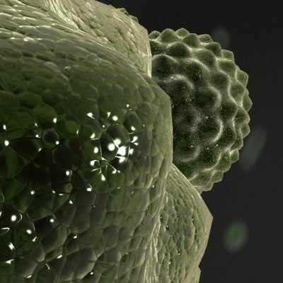 pollen cell microscopic 3d model