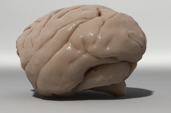 monkey brain 3d obj
