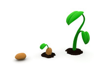 growing seed animation 3d model