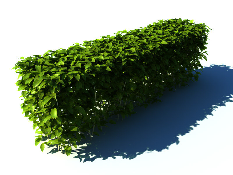 hedge plant 3d model