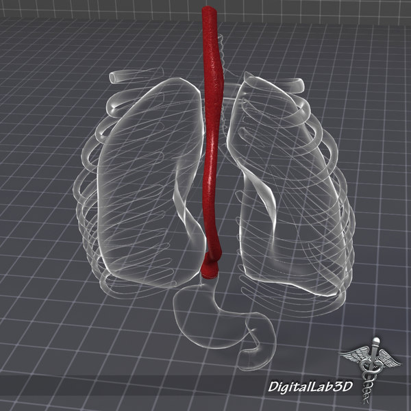human esophagus 3d model