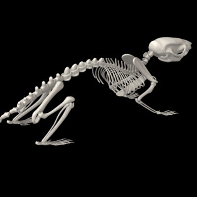 mouse skeleton 3d obj