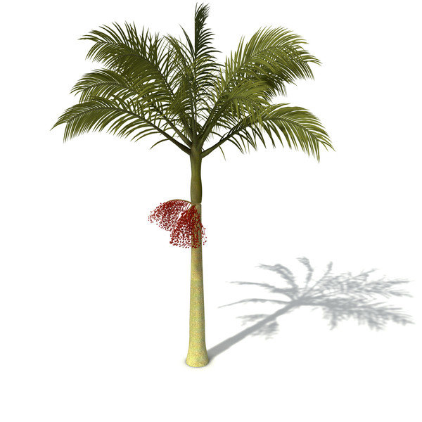 alexandra palm 3d model