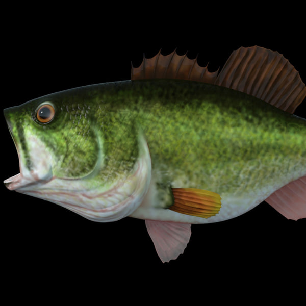 Free 3d bass stl models - nelocasual