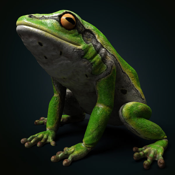 3d model frog hyla arborea