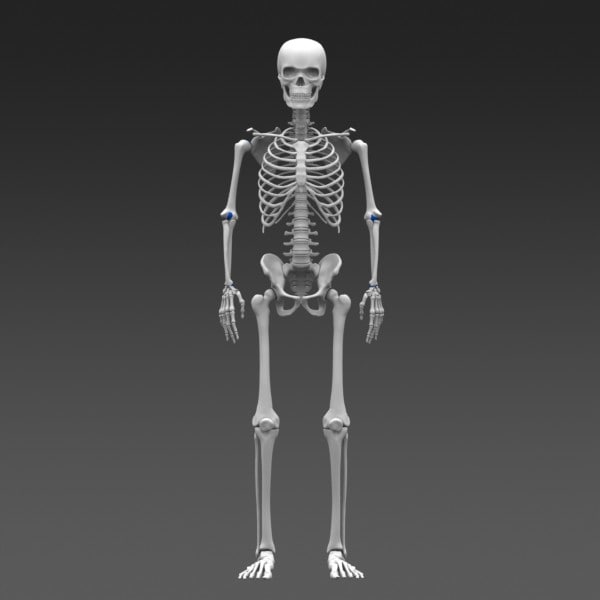 3d model poseable human skeleton cad