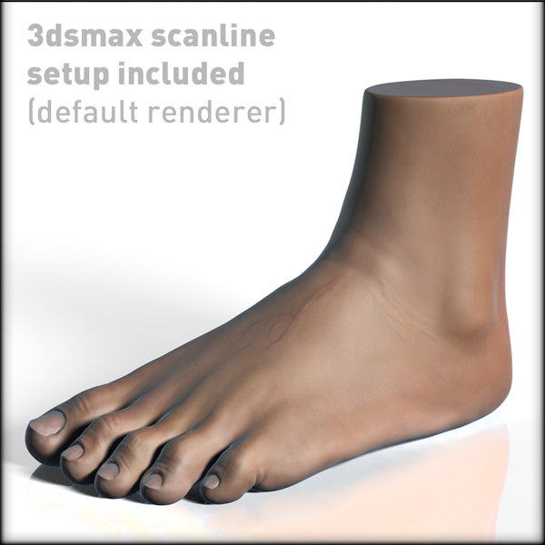 human foot 3d model