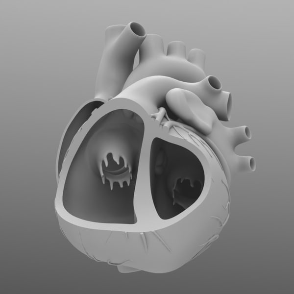 human heart solidworks 3d model