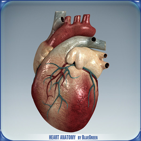 3d Anatomy Of Heart