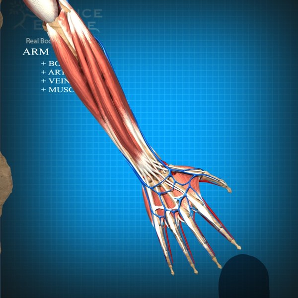 anatomy arteries veins 3d model