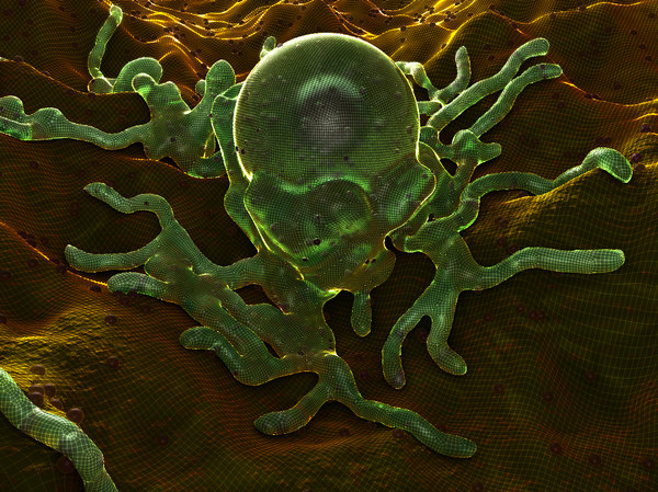 c4d bacteria structure fungus