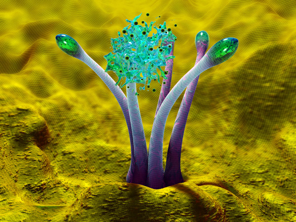 c4d bacteria structure fungus