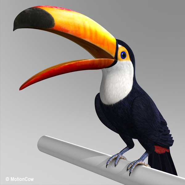 Pics Photos 3d Toucan