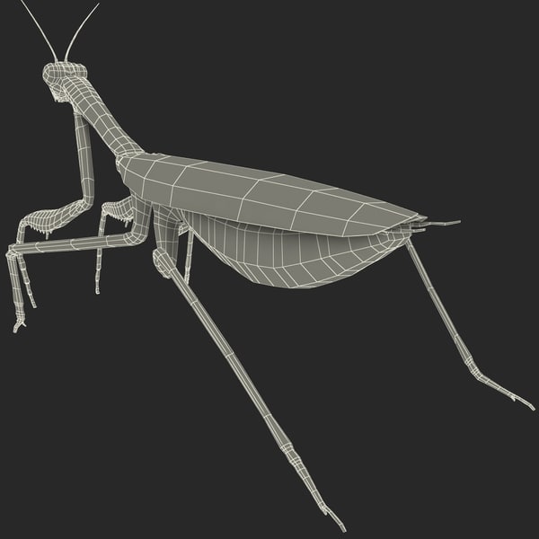 3d insects v2 model