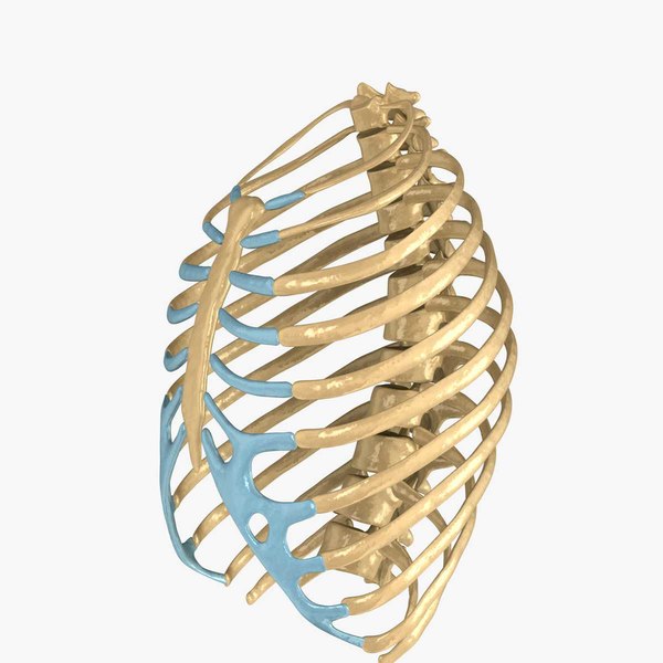 human rib cage respiratory 3d model