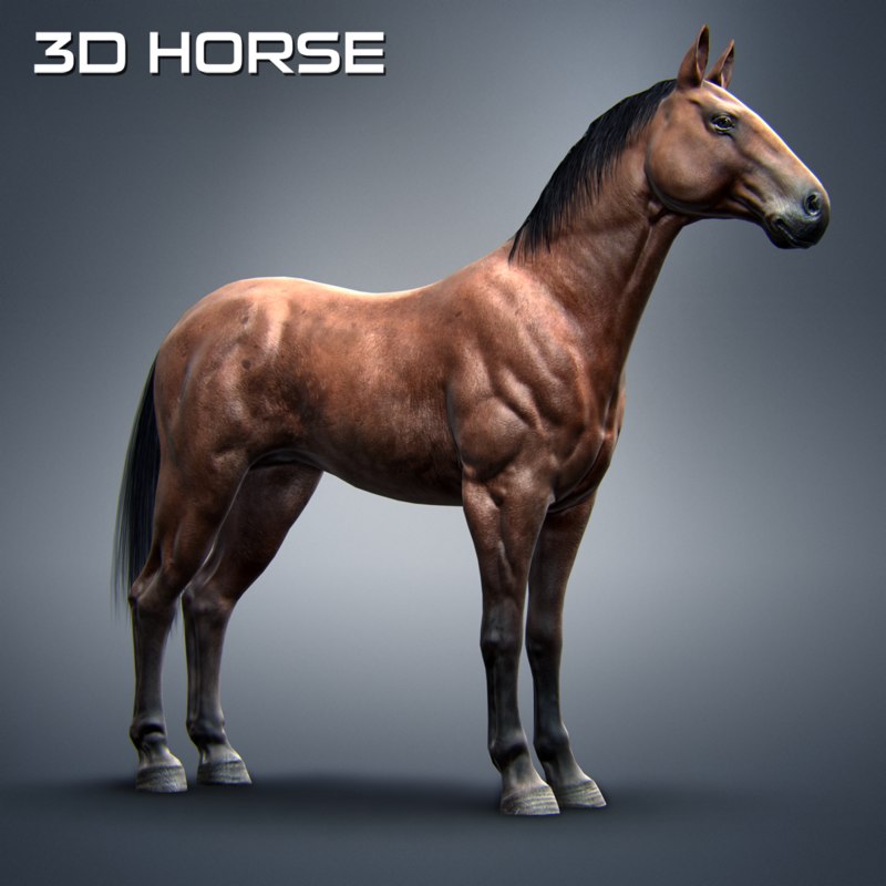 3d model american horse