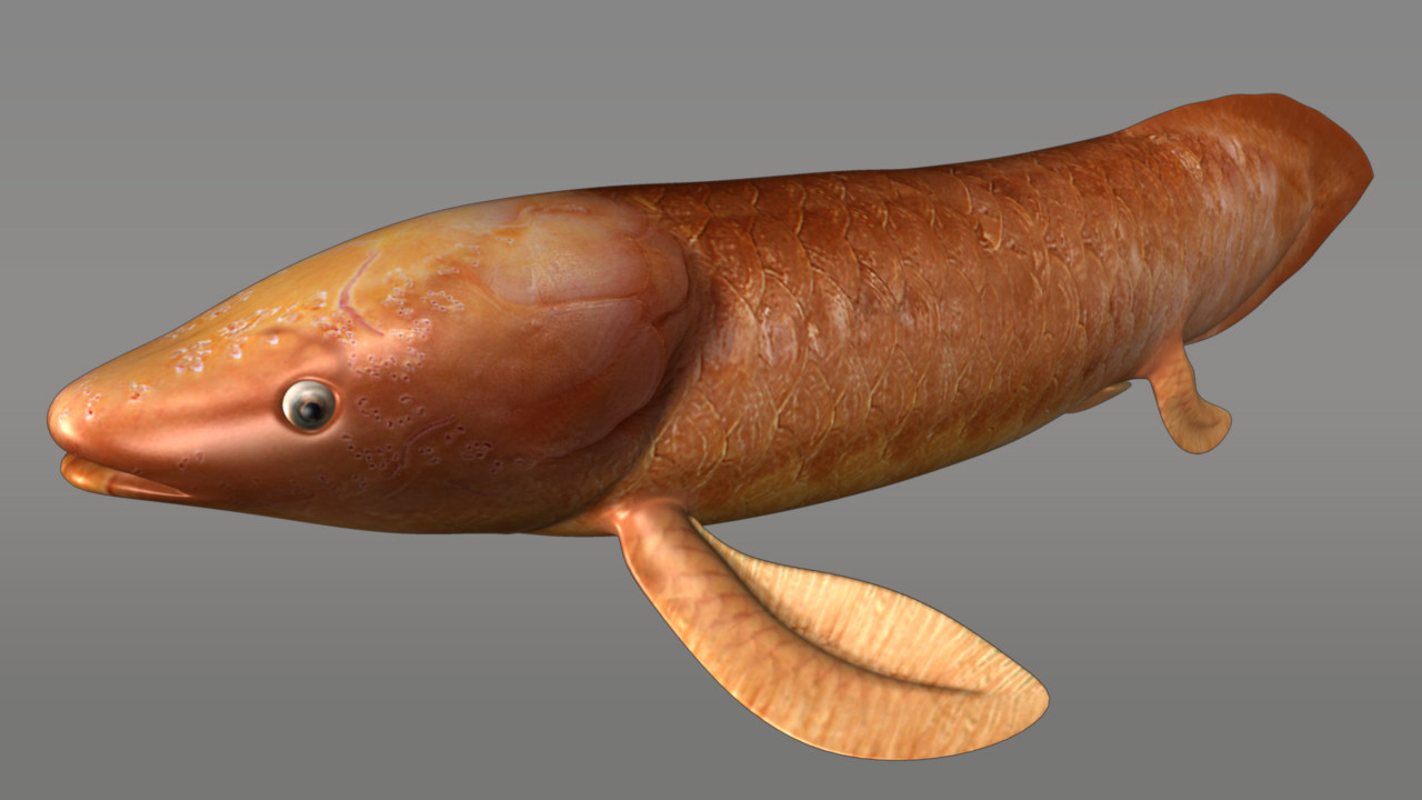 3d lungfish neoceratodus forsteri