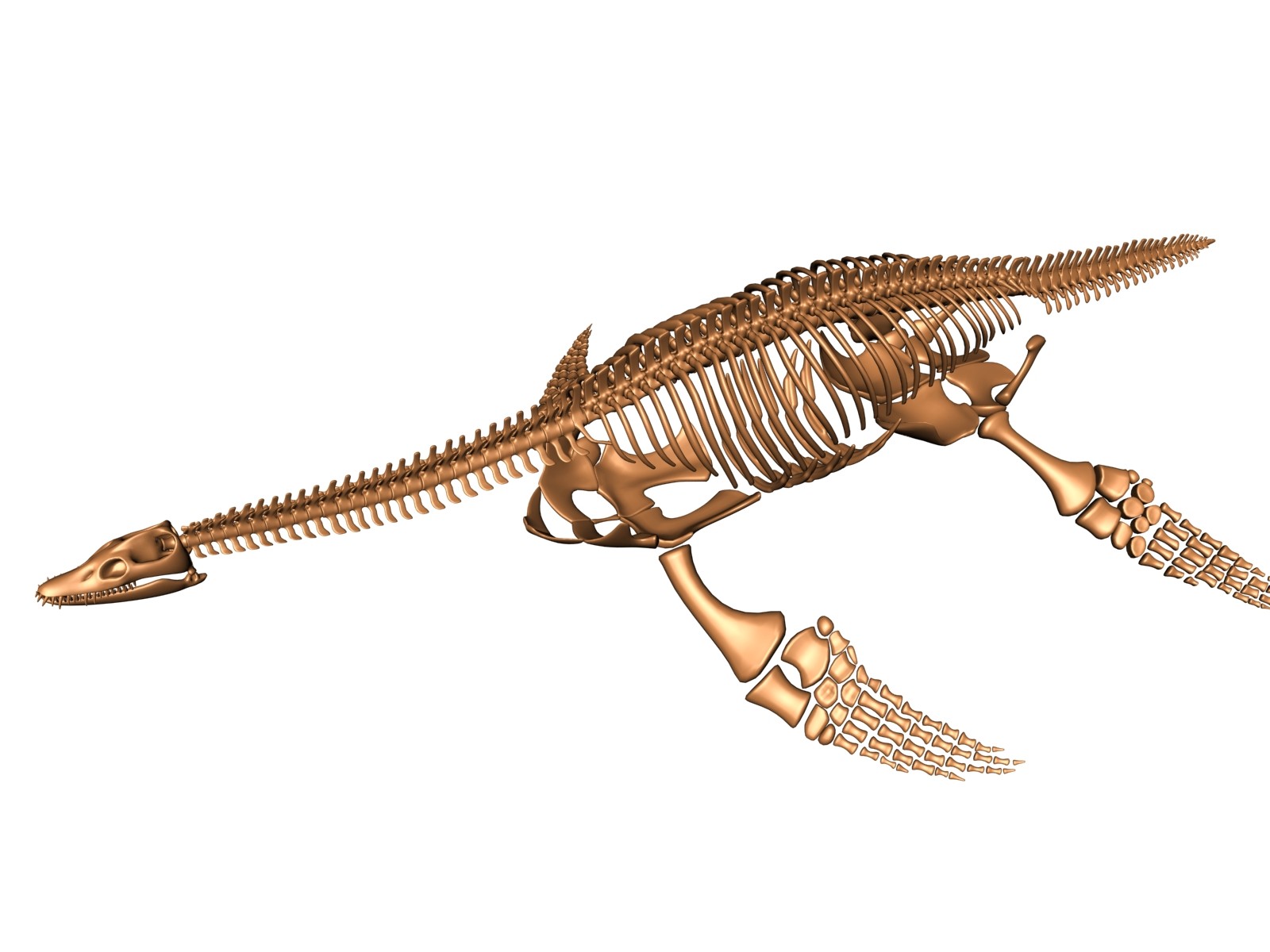 plesiosaur skeleton bones max