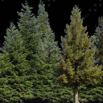 Texture jpg treeline organic trees