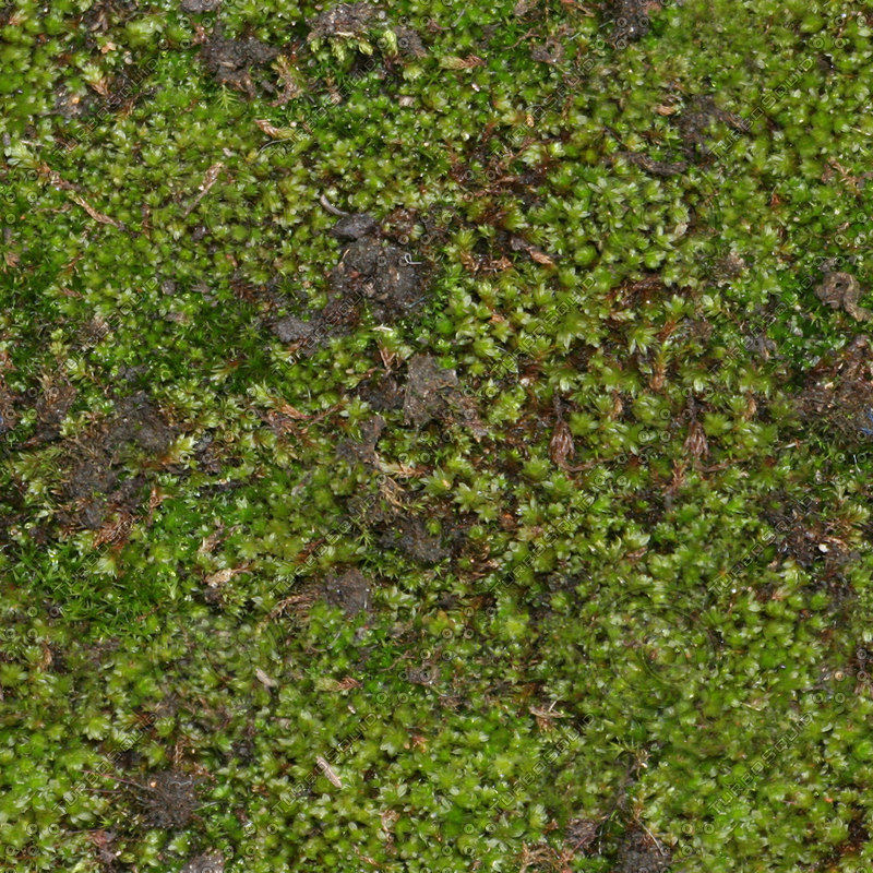 Moss Texture Tileable