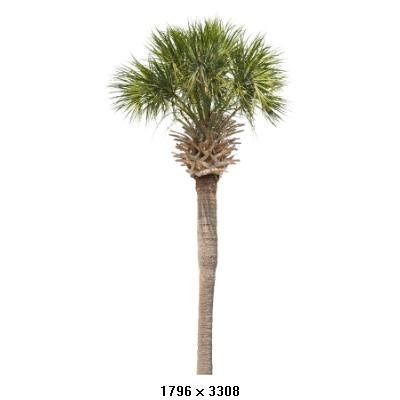 Texture jpg Palm Tree Trees