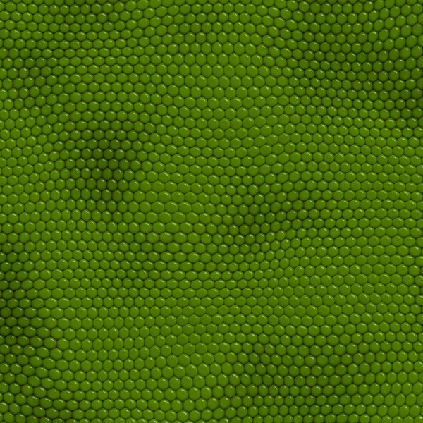 Texture jpg iguana skin lizard