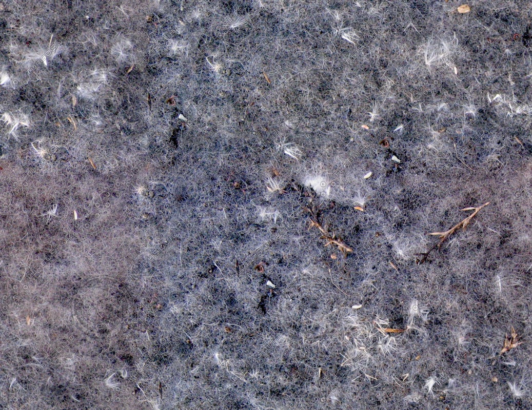 Texture bmp fur hair dirt