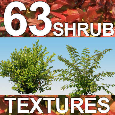 Texture psd Shrub Shrubs Bush