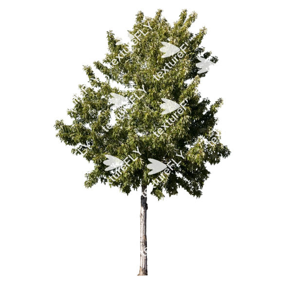 Texture tif tree maple 2d