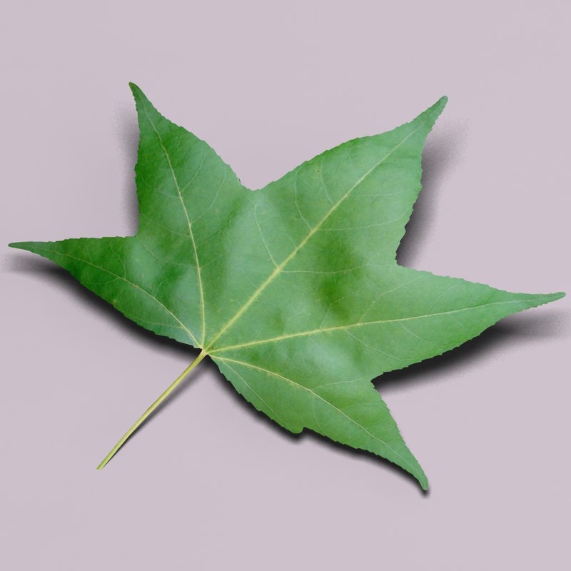 3ds american sweetgum liquidambar tree