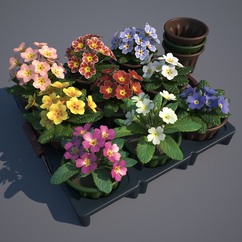 max common primrose plants pots