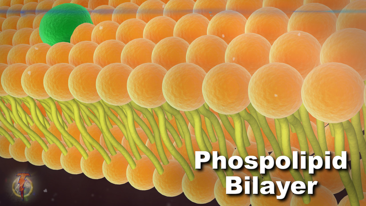 3d model of phospholipid cell membrane