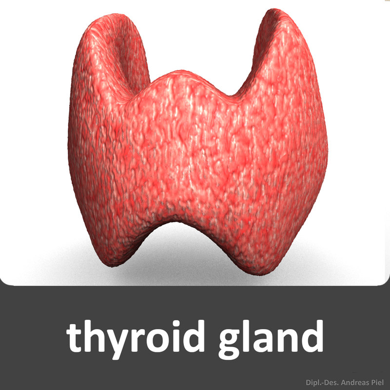 Thyroid Gland Gross Anatomy
