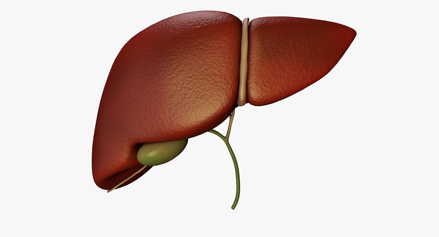 Liver Anatomy 3d Model Cgtrader - vrogue.co