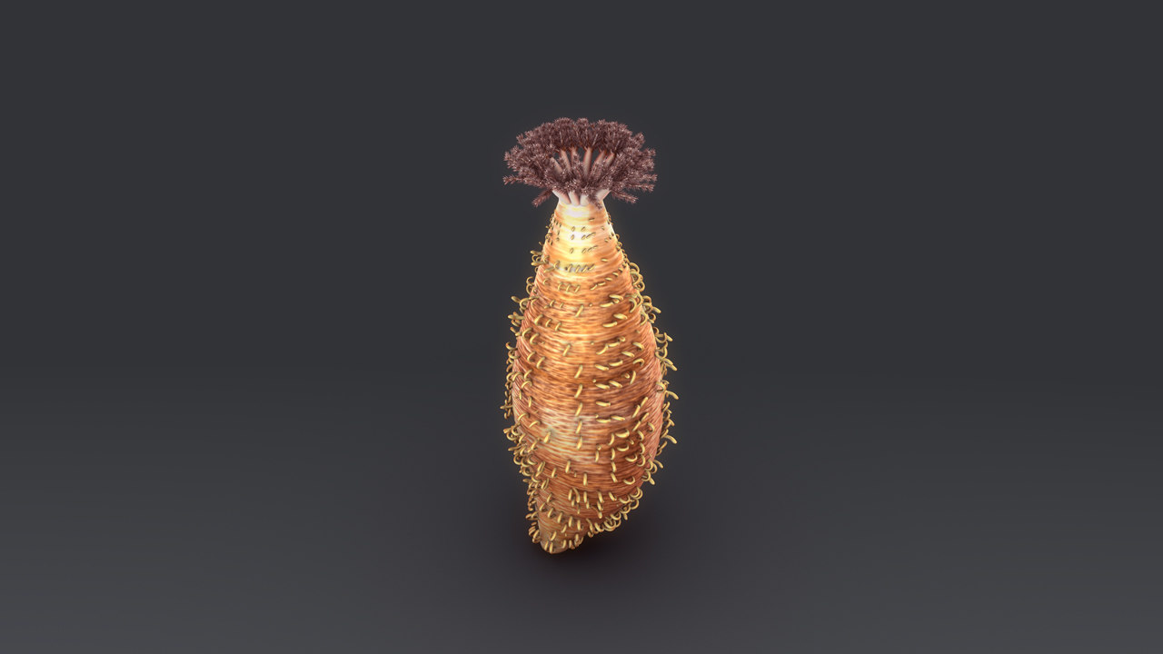 3d semele thyone model
