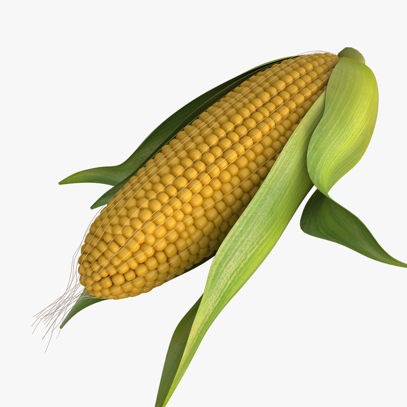3D max corn maize cornstalk